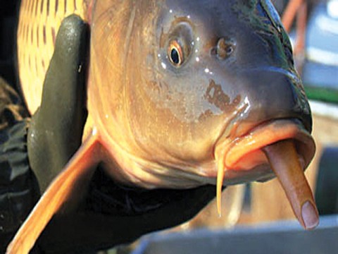 Finger found in fish from Wash wakeboarder | barfblog