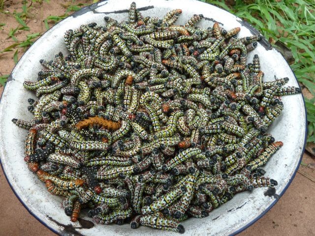 Shop cooking caterpillar stew shut down in France | barfblog