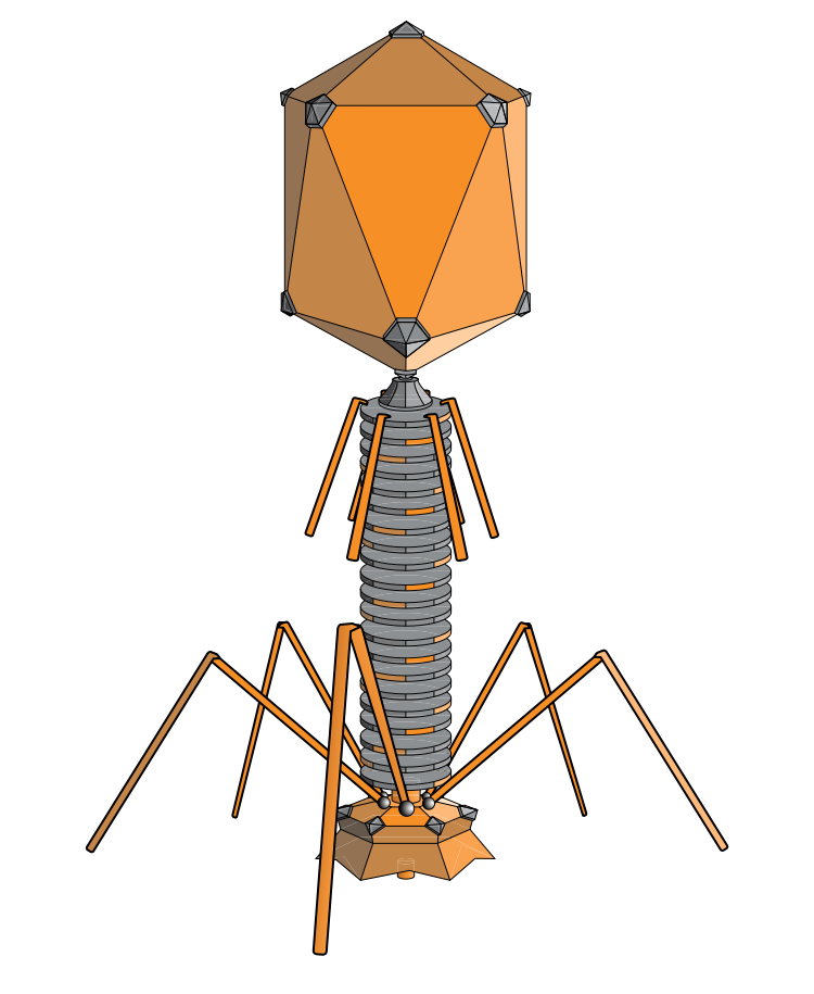 MIT phage-based bacterial detection for produce | barfblog