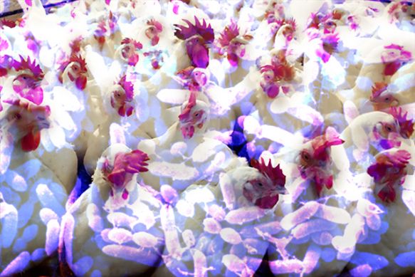 Ron Doering: reducing antibiotics in meat | barfblog