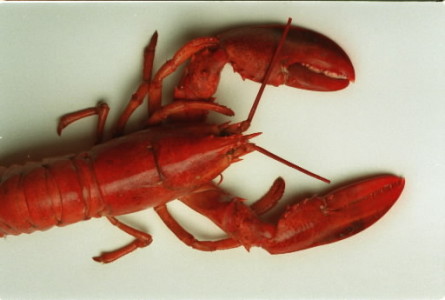 CFIA shuts down new PEI lobster plant | barfblog