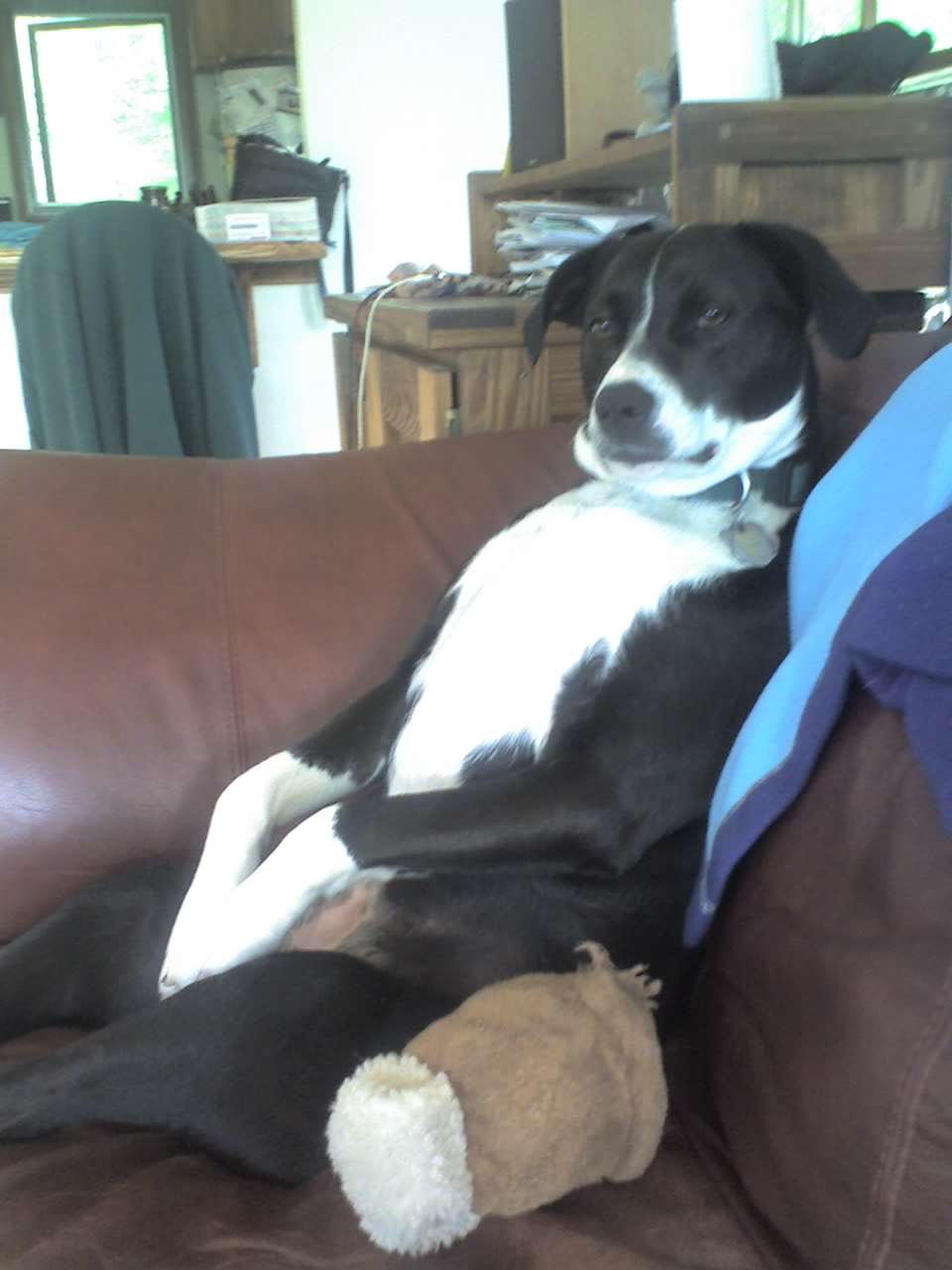 Snoop Dogg Dog Comparison