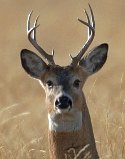 First successful vaccination against ‘mad cow’-like wasting disease in ...