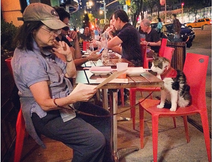 NY woman takes cat on ‘romantic dinner date’ at restaurant | barfblog