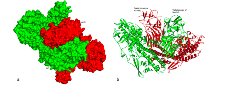 New research focuses on bot neurotoxin structure and protection | barfblog