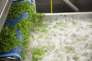 Rewashing triple-washed greens at home can only increase risk of ...