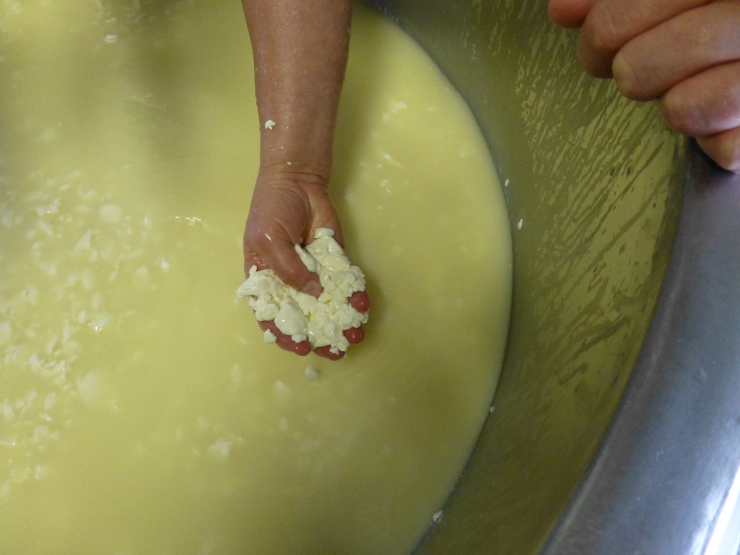 Lettuce rinse with cheese whey can reduce pathogens | barfblog