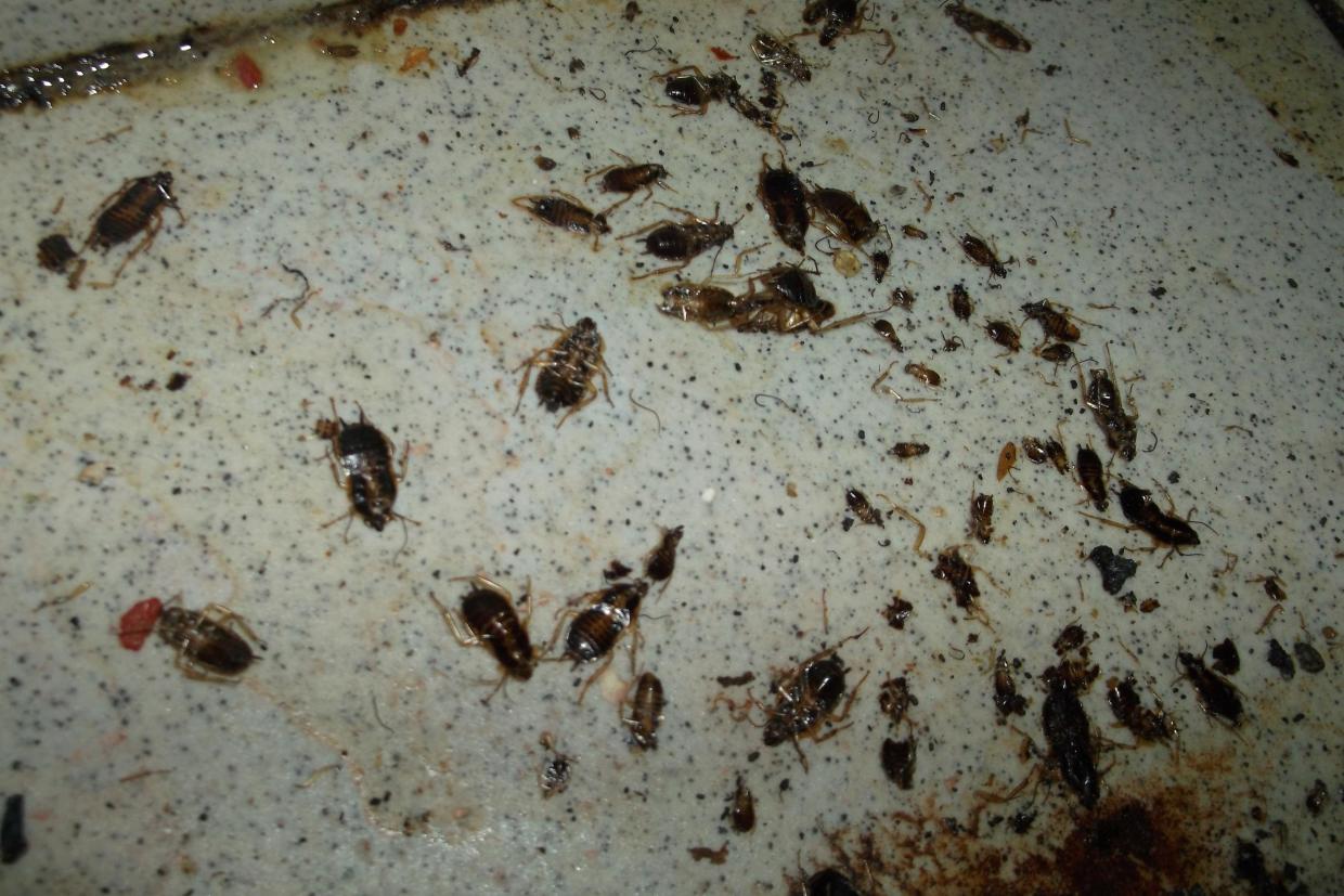 cockroach | barfblog