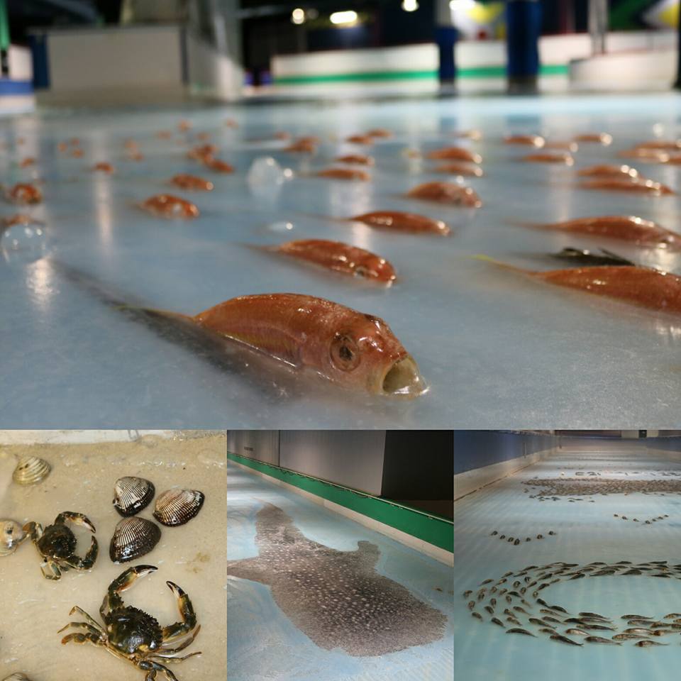 Japan theme park draws ire over 5,000 fish frozen into ice skate rink | barfblog