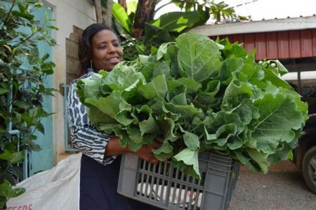 Night soil: Kenyans feeding on Sukuma wiki grown in raw sewage | barfblog
