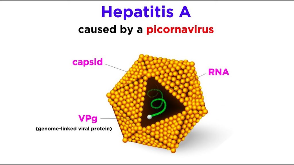 Hepatitis A | barfblog